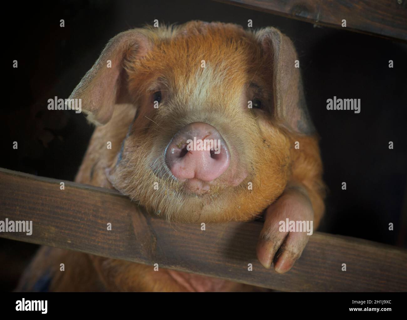 Portrait of a curious pig in a barn on a farm. Dorset, Engand Stock ...