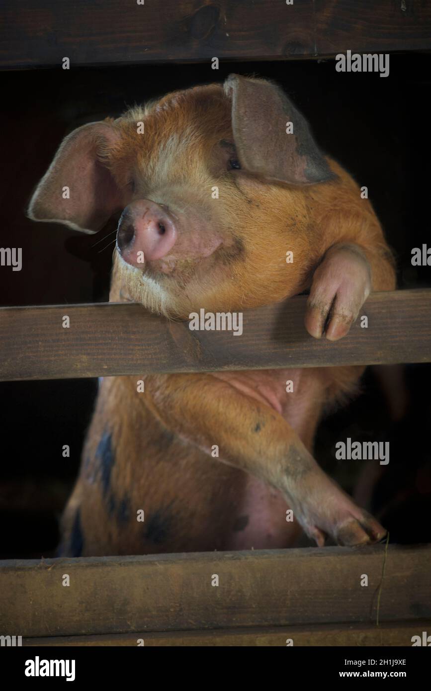Pig in the barn hi-res stock photography and images - Alamy