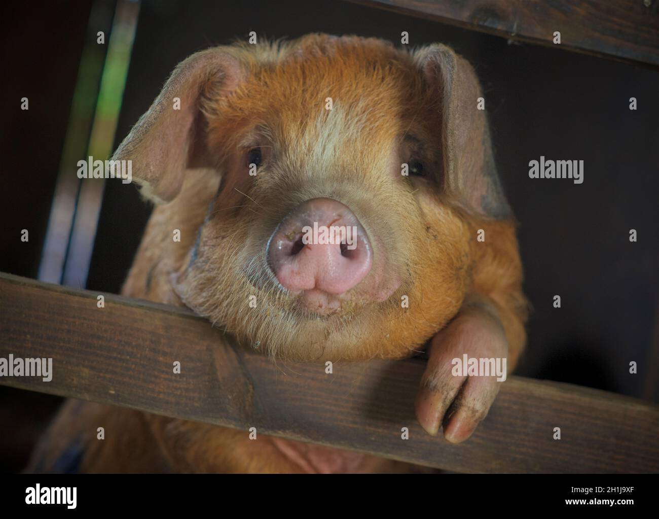 Pig in the barn hi-res stock photography and images - Alamy