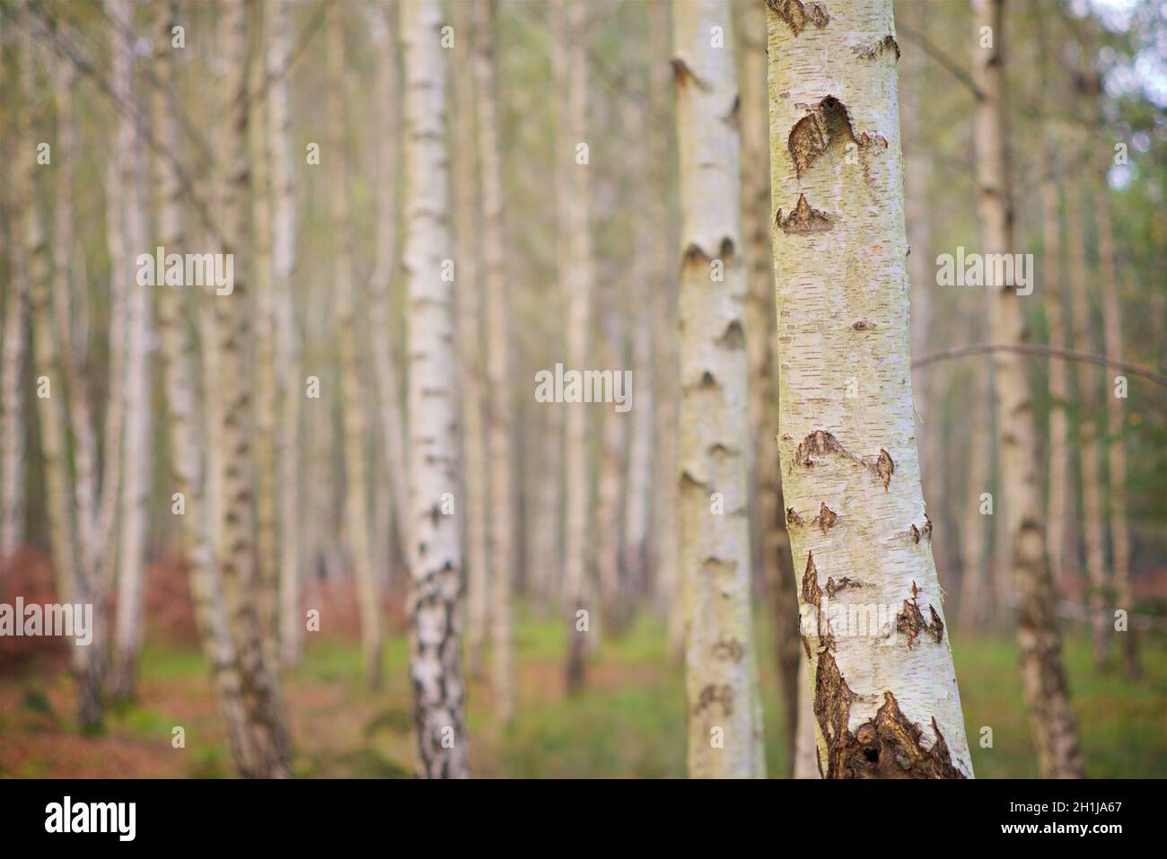 Silver birch woodland at Arne RSPB reserve, Arne, Dorset, England, UK ...