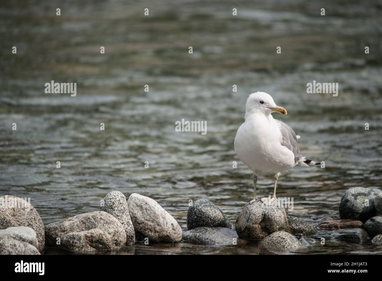 Seagull head perching hi-res stock photography and images - Alamy