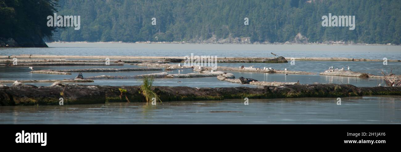 Log Boom, Forestry Staging area Stock Photo - Alamy
