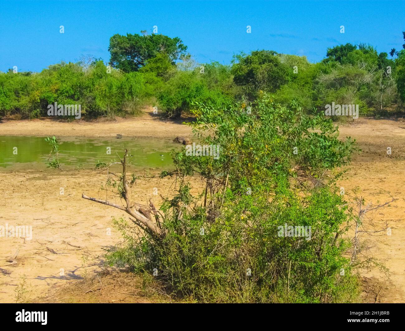 Yala National Park, Sri Lanka, Asia. Beautiful landscape, lake with ...