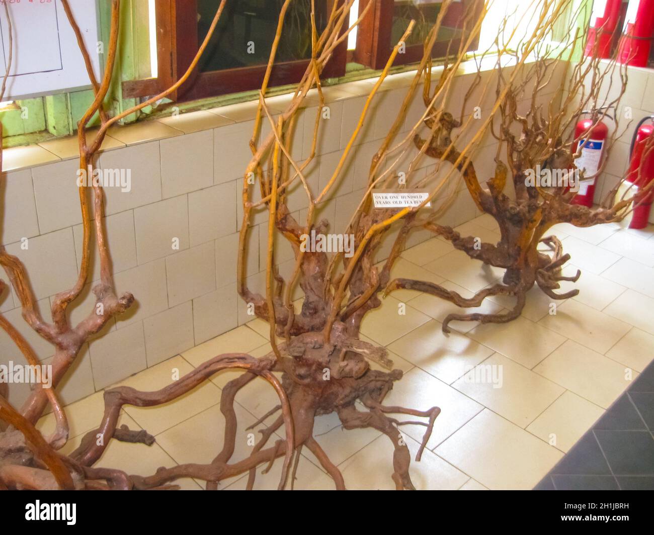 Old ceylon tea plantation hi-res stock photography and images - Alamy