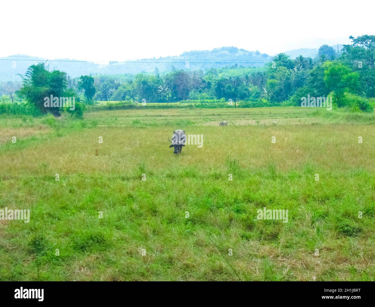 The green paddy fields at Sri Lanka Stock Photo - Alamy