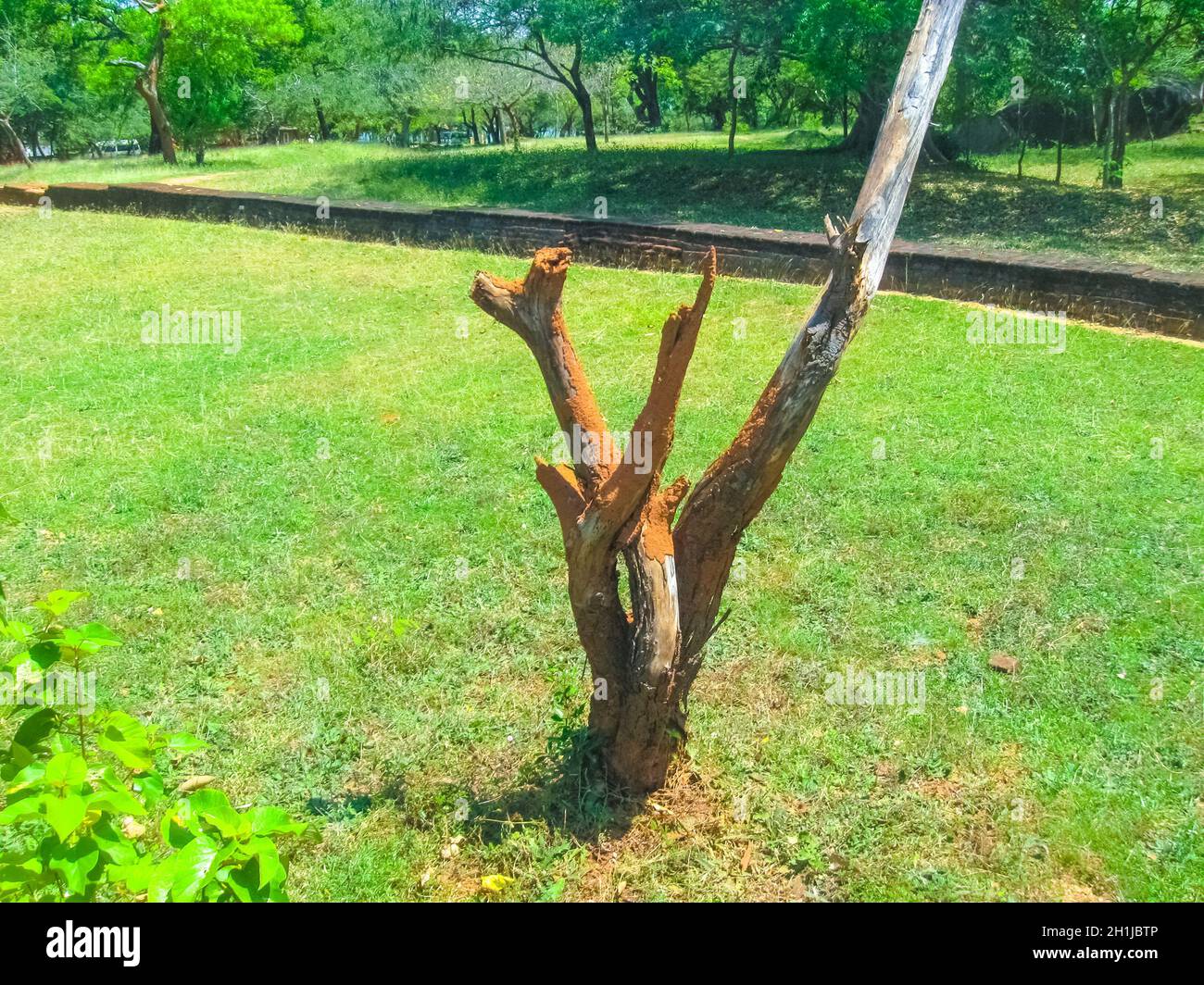 Giant red soil termitary termites nest at Sri Lanka Stock Photo - Alamy