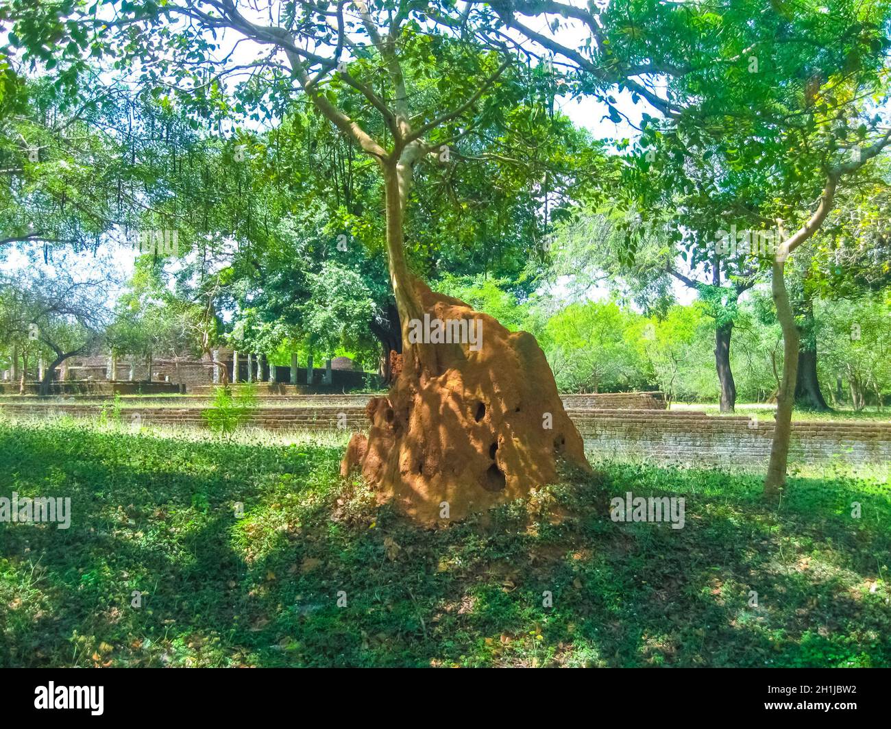 Giant red soil termitary termites nest at Sri Lanka Stock Photo - Alamy