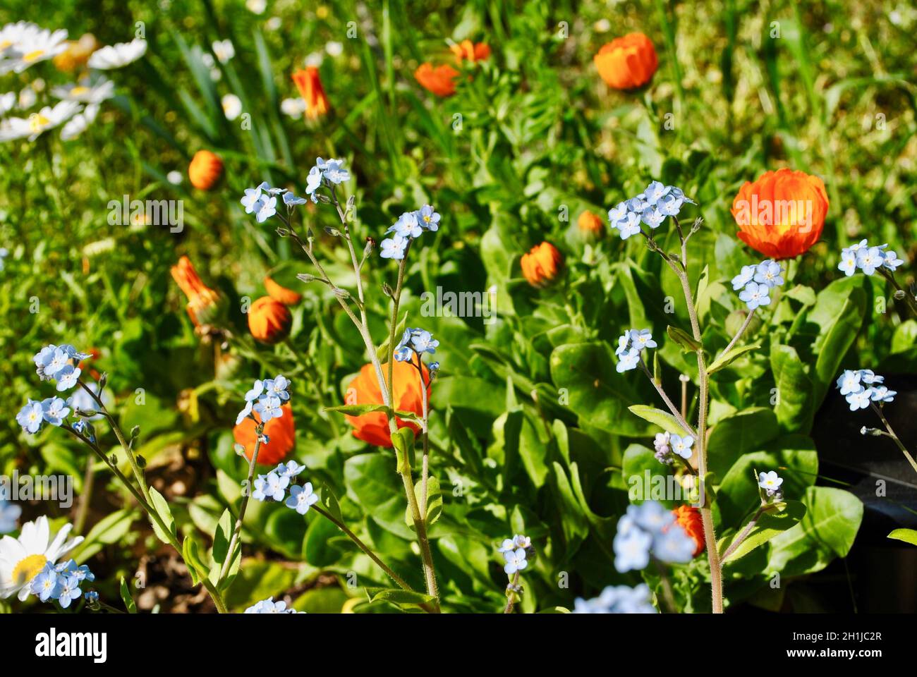 Spring flowers in Petaluma, California Stock Photo - Alamy