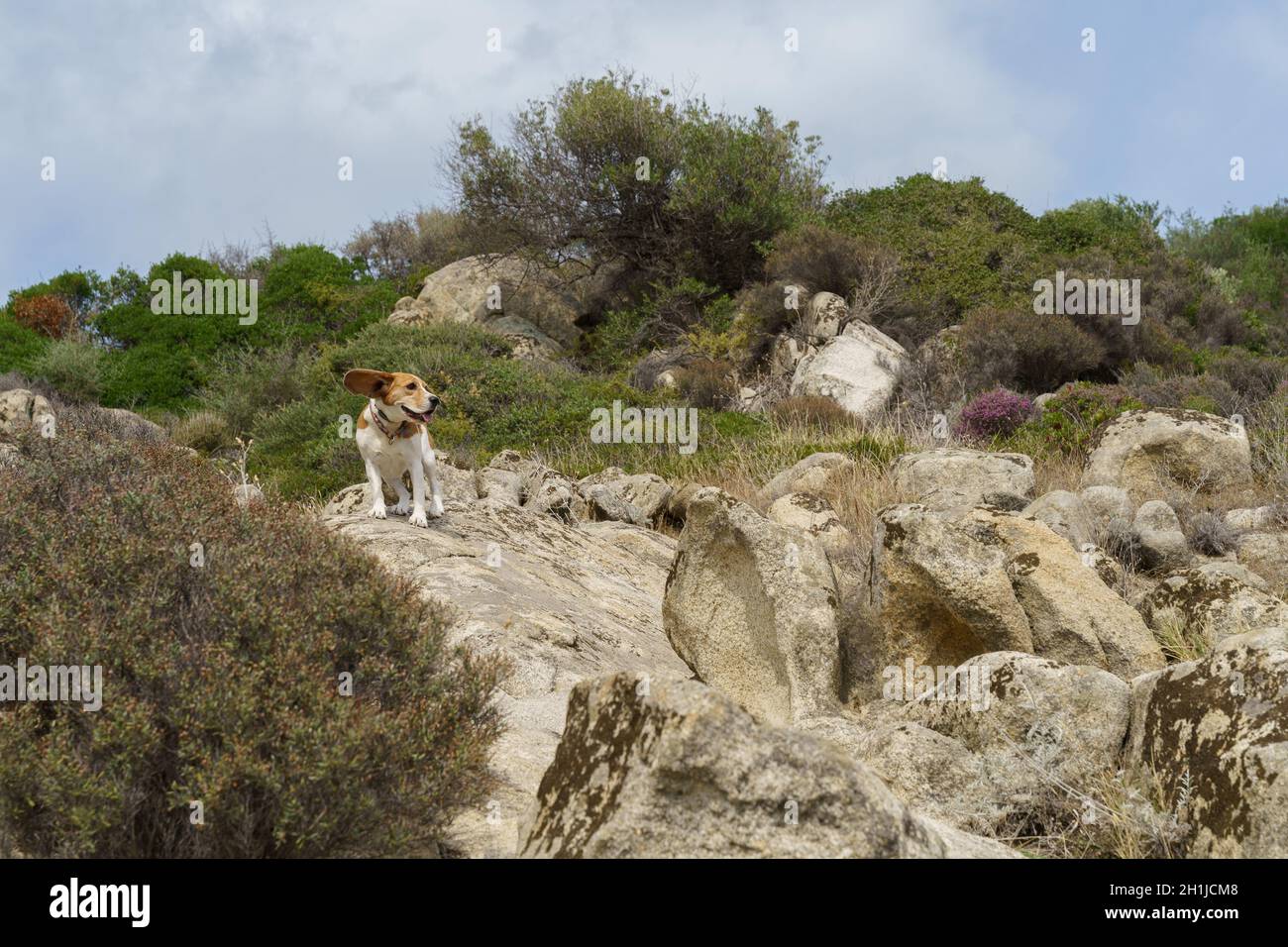 Cute tree color beagle dog on the rock looking down Stock Photo - Alamy