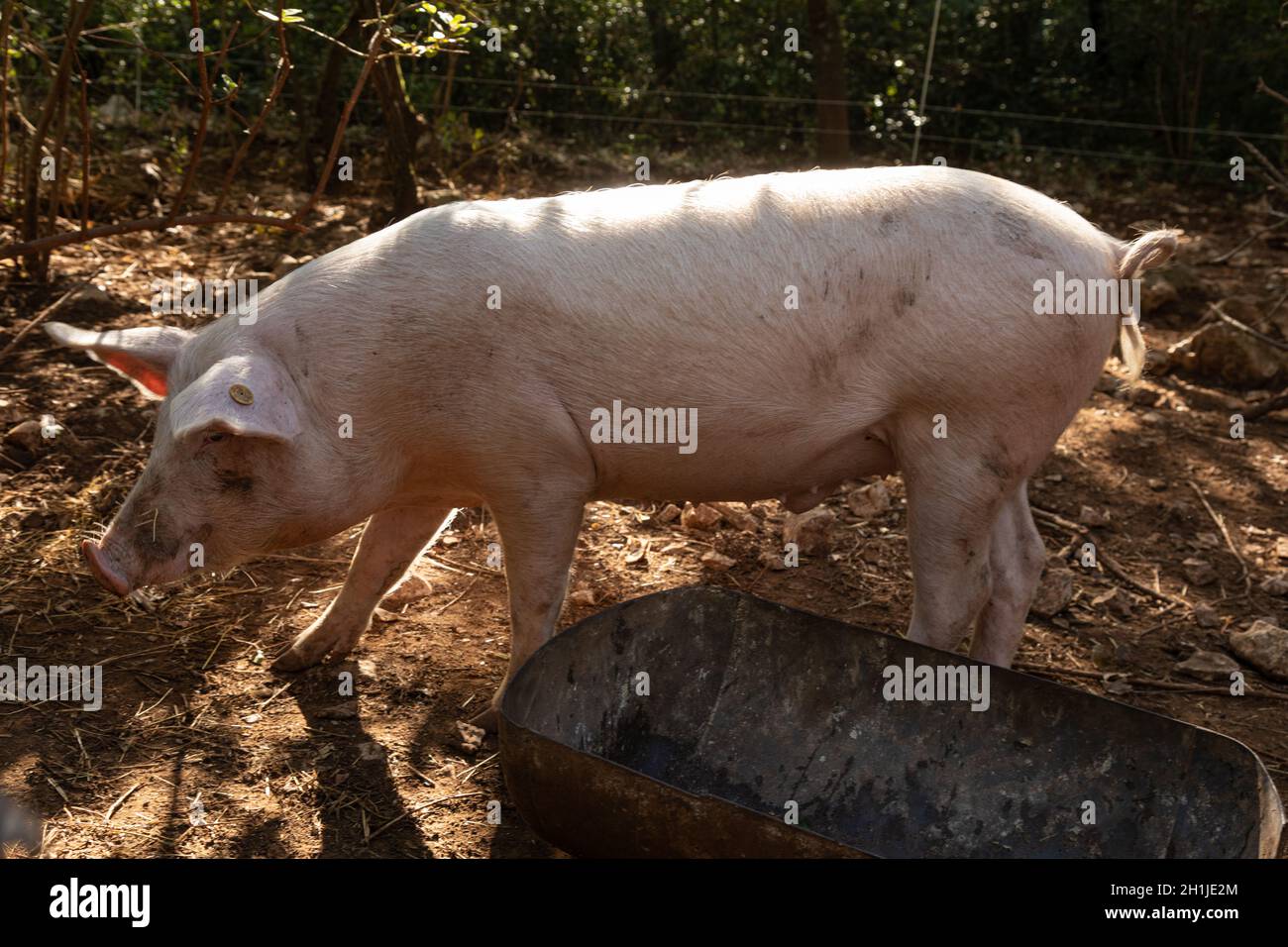 Free-range pigs with their trough in the forest Stock Photo - Alamy