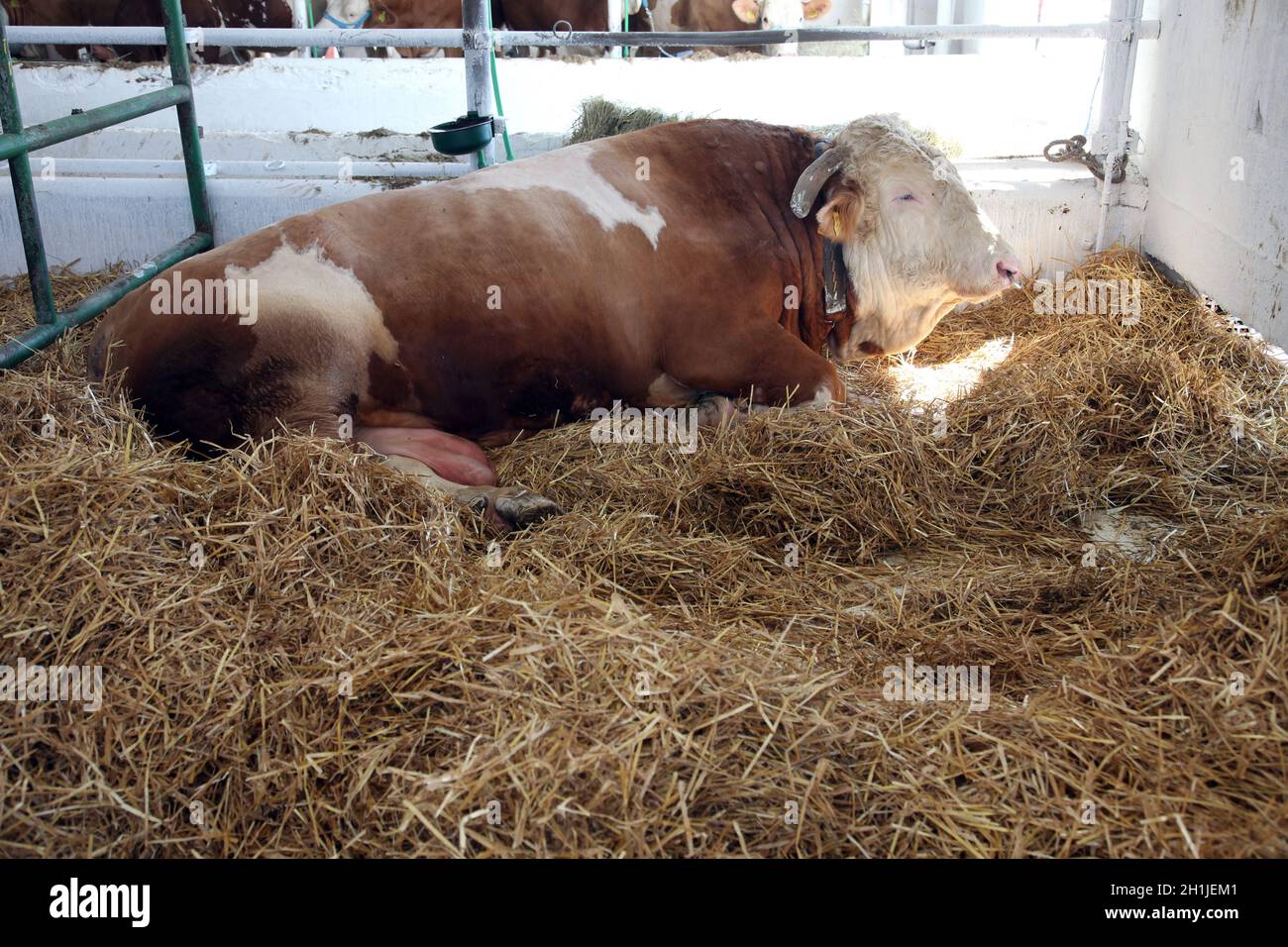 The cow in the barn at the fair in Bjelovar, Croatia Stock Photo - Alamy