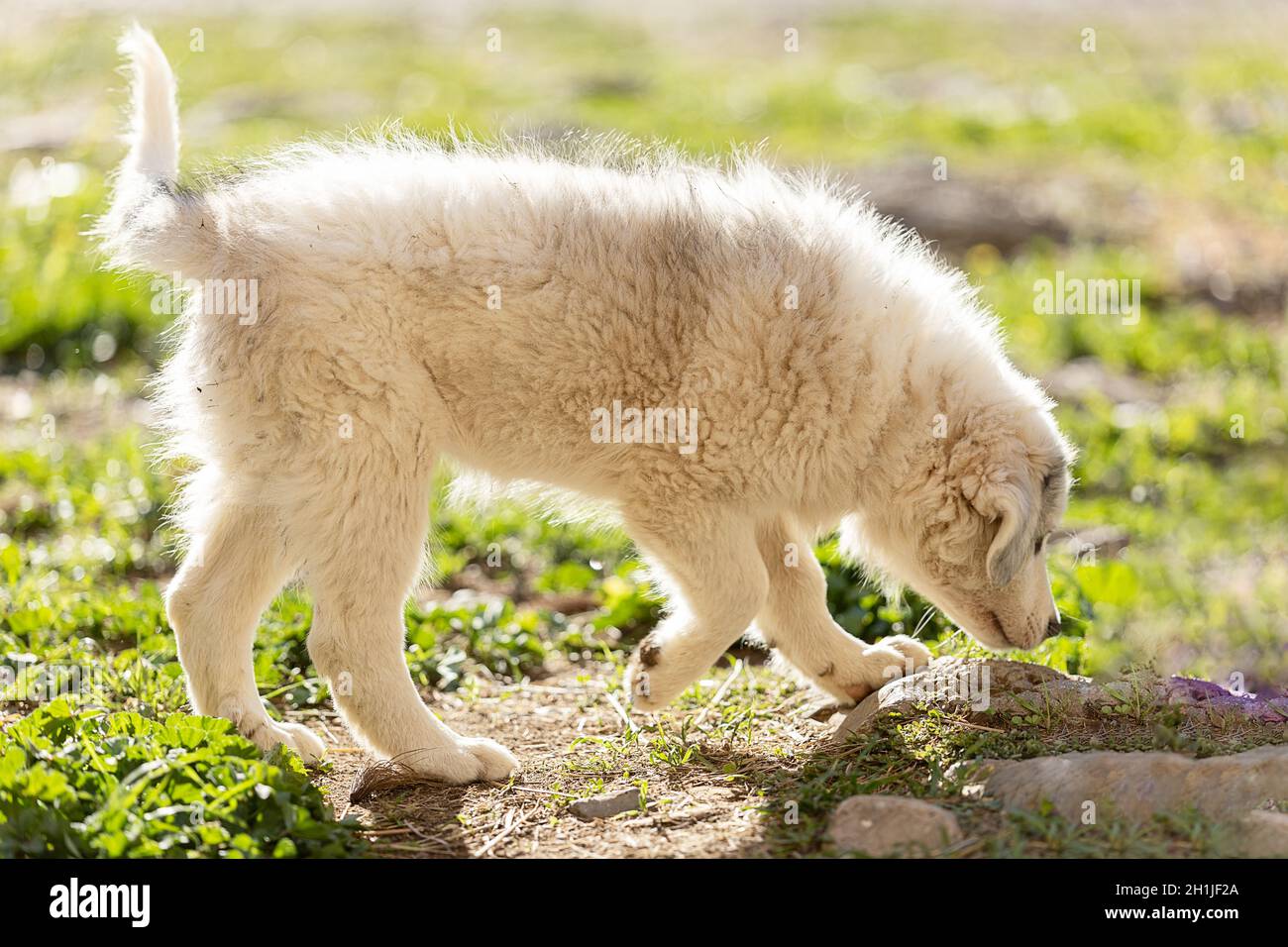 Patou dog hi-res stock photography and images - Alamy