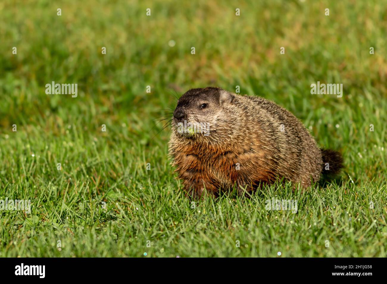 Funny groundhog with green mouth from eating wet grass in early morning ...