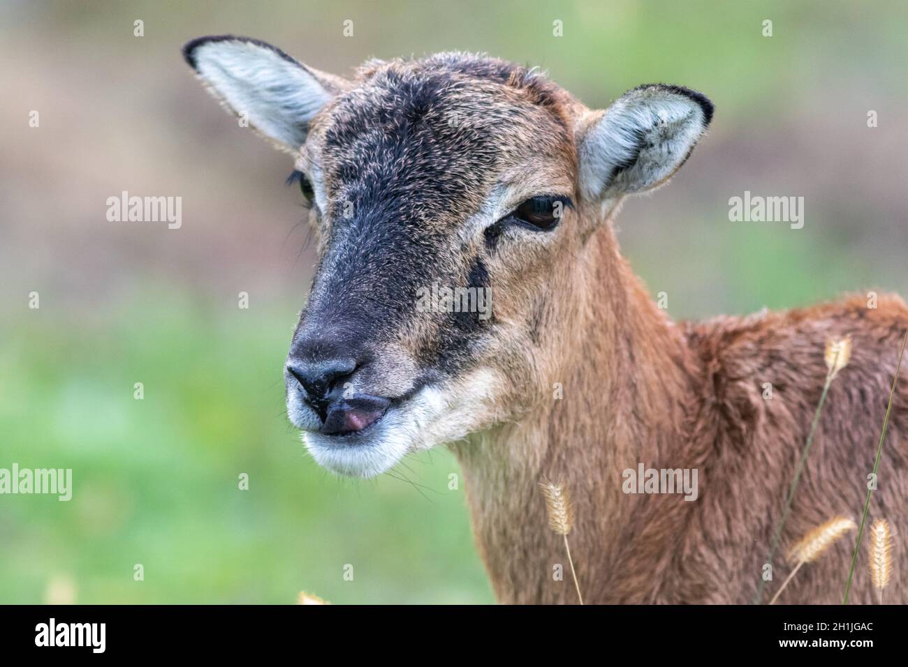 Goat light brown fur hi-res stock photography and images - Alamy