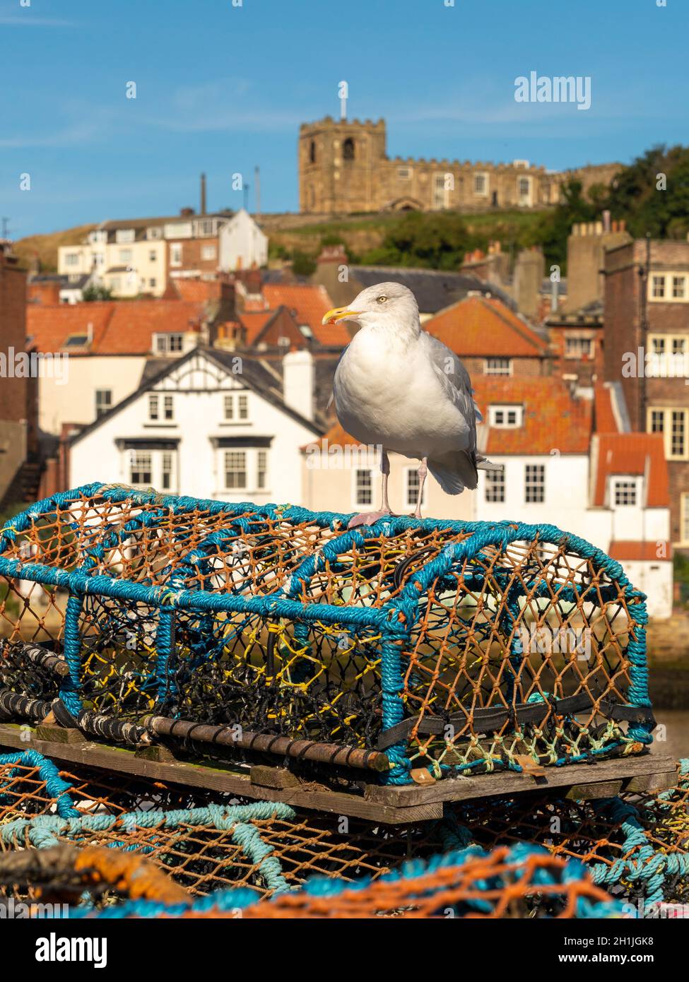 Seagull standing on a lobster trap on the quayside of Whitby harbour ...