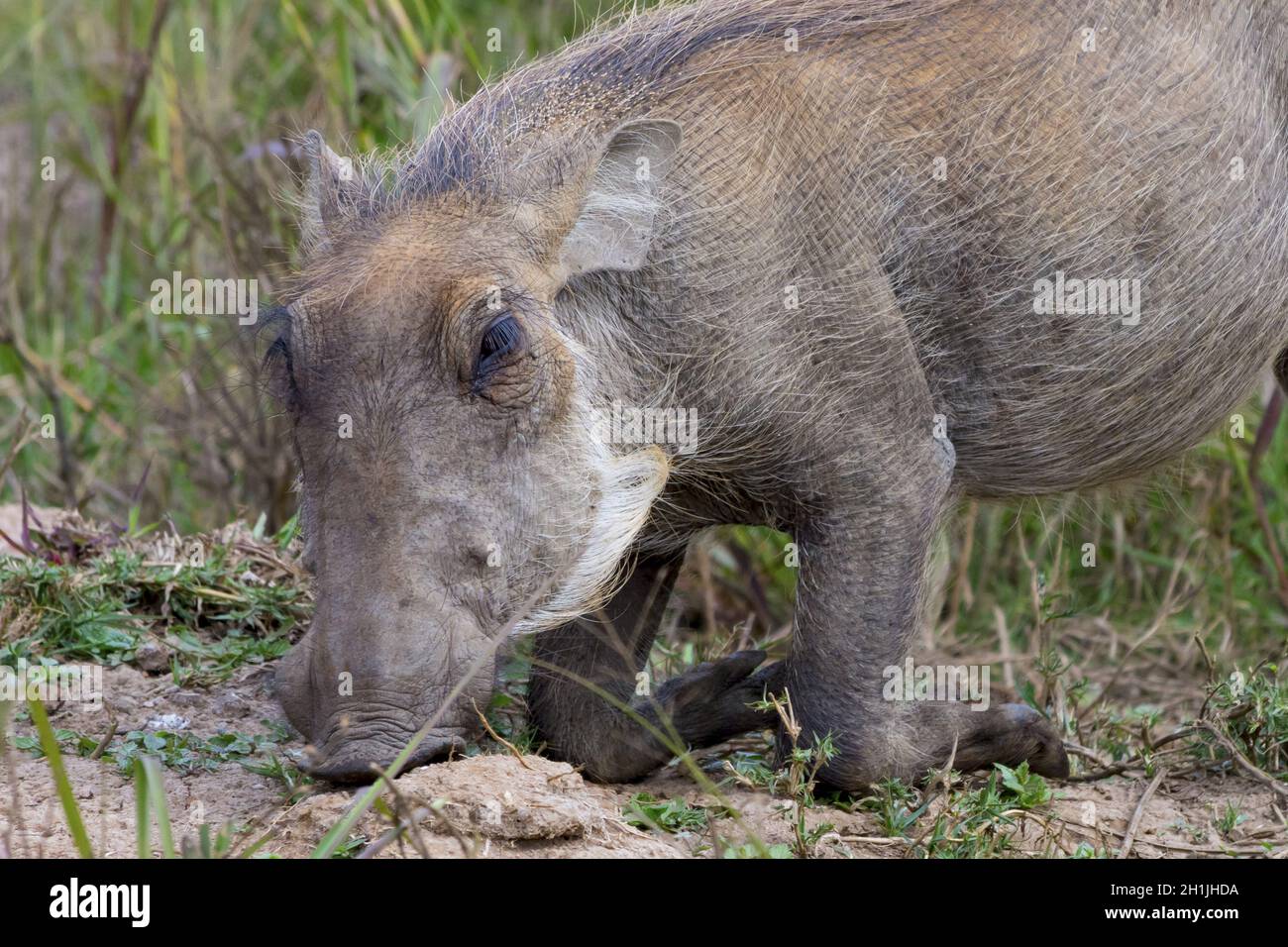 Kneeling and grazing warthog Phacochoerus in close-up Stock Photo - Alamy