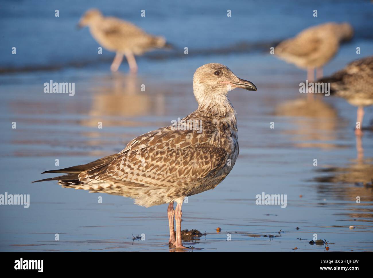 Fledgling seagull with mottled feathers on the sand at low tide ...
