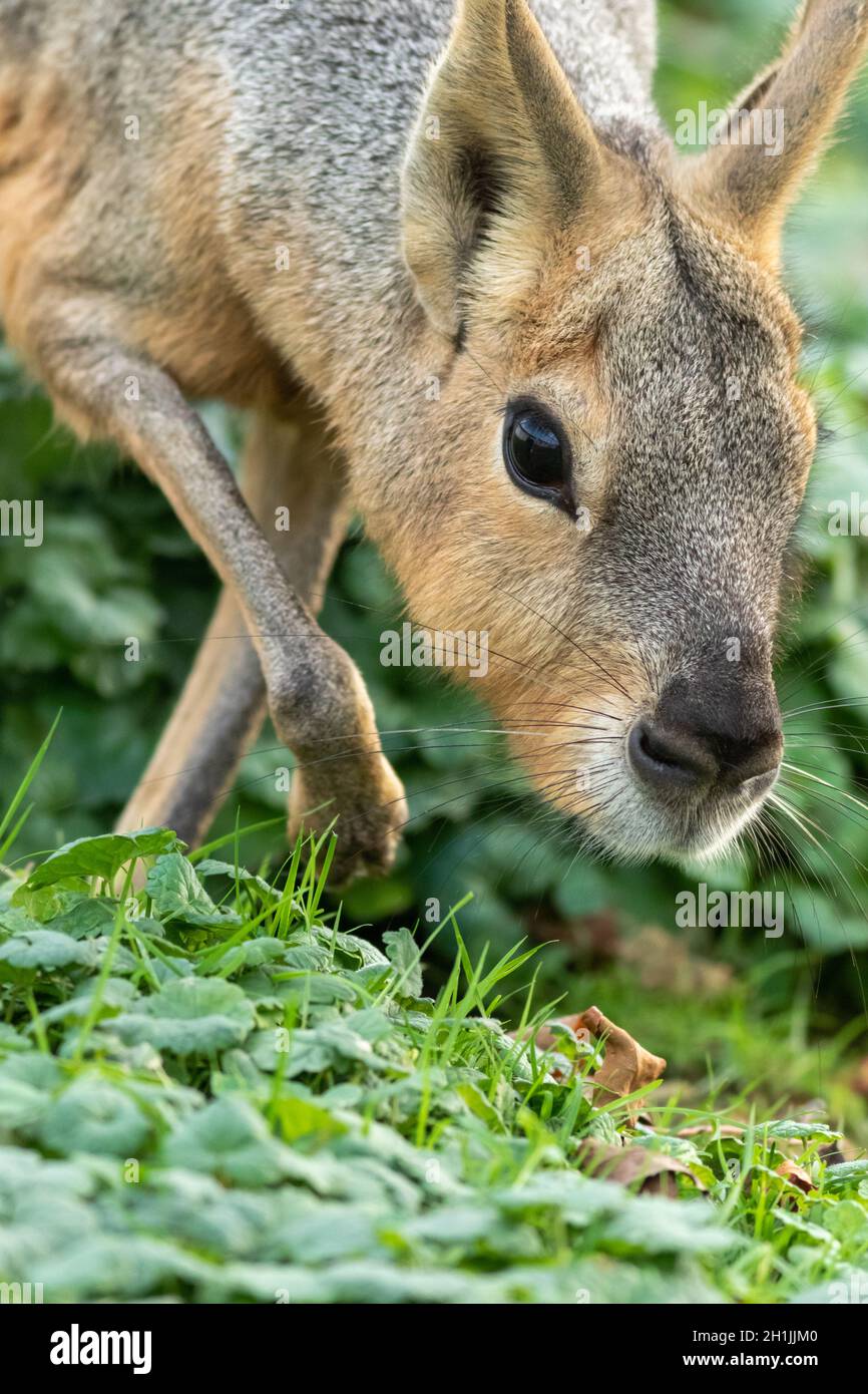Cute Cavy closeup in green grass Stock Photo - Alamy