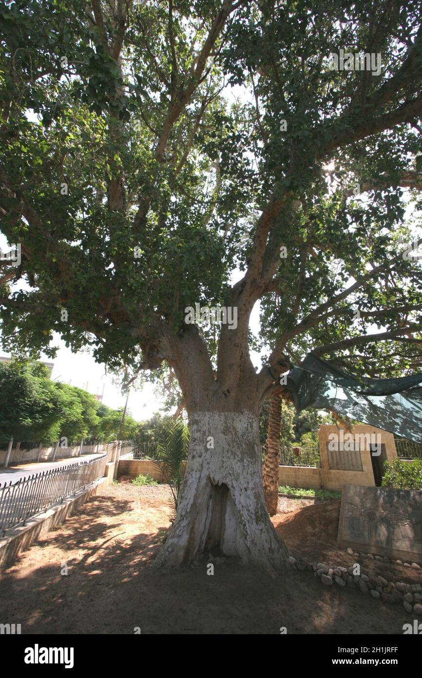 Zaccheus Sycamore Tree in Jericho, Israel Stock Photo - Alamy