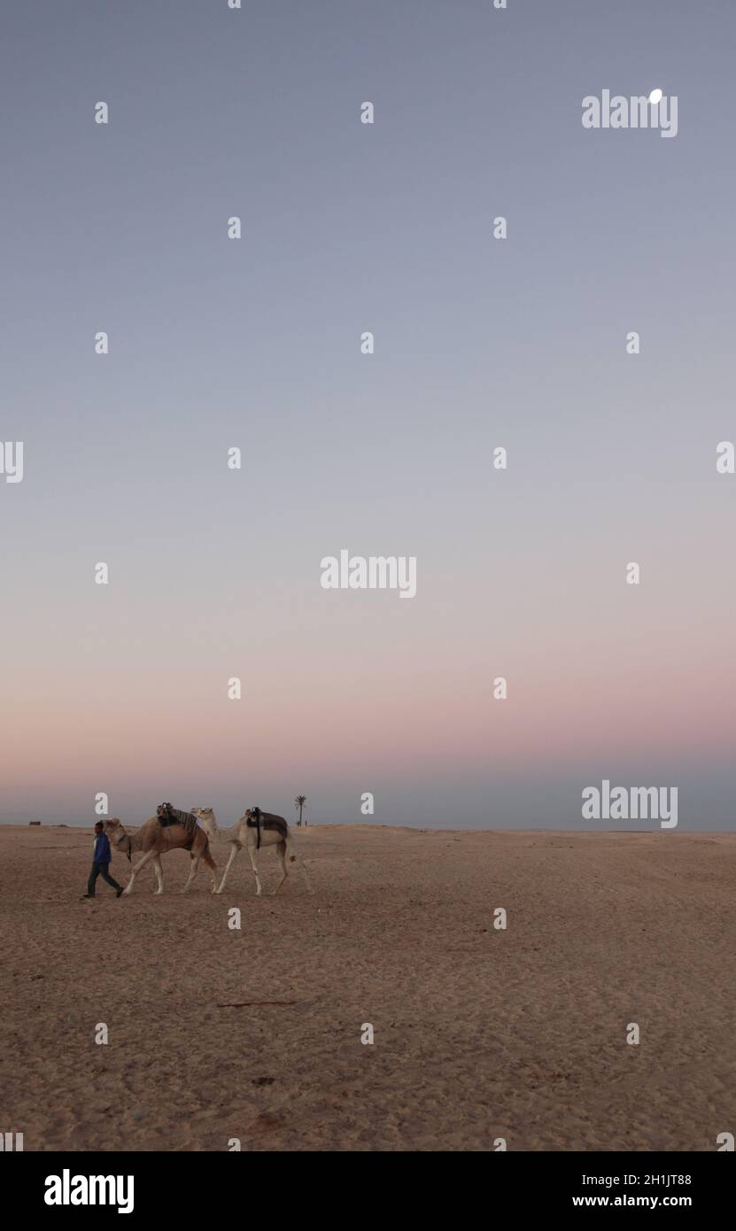 Morning in Sahara desert Stock Photo - Alamy
