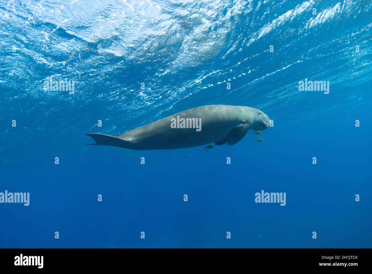 Dugong swimming underwater..Sea cow (Dugong dugon Stock Photo - Alamy