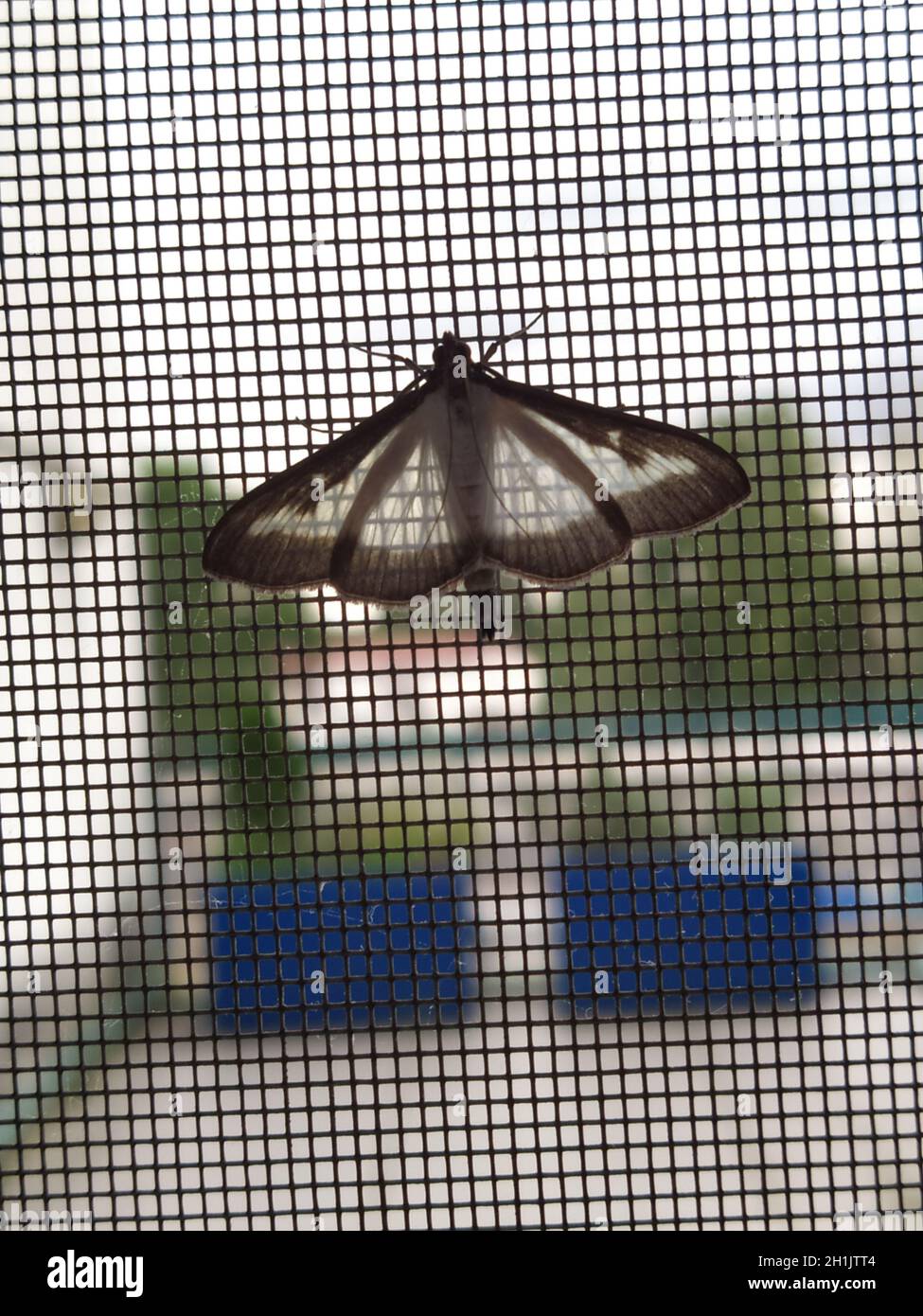 Selective closeup of a moth on a grid net Stock Photo - Alamy
