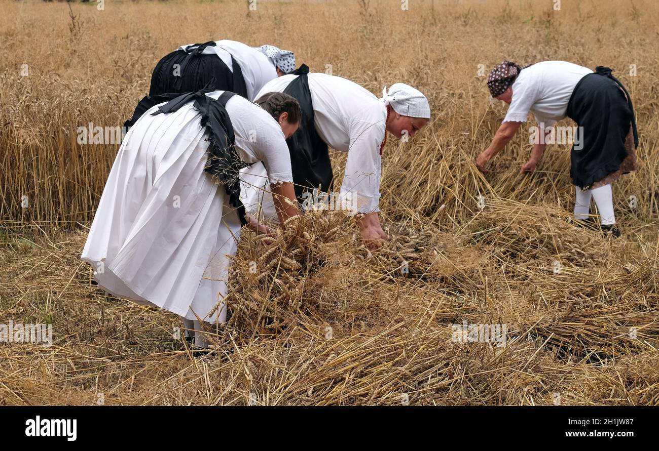 Peasant women harvesting wheat with scythe in wheat fields in Trnovec ...