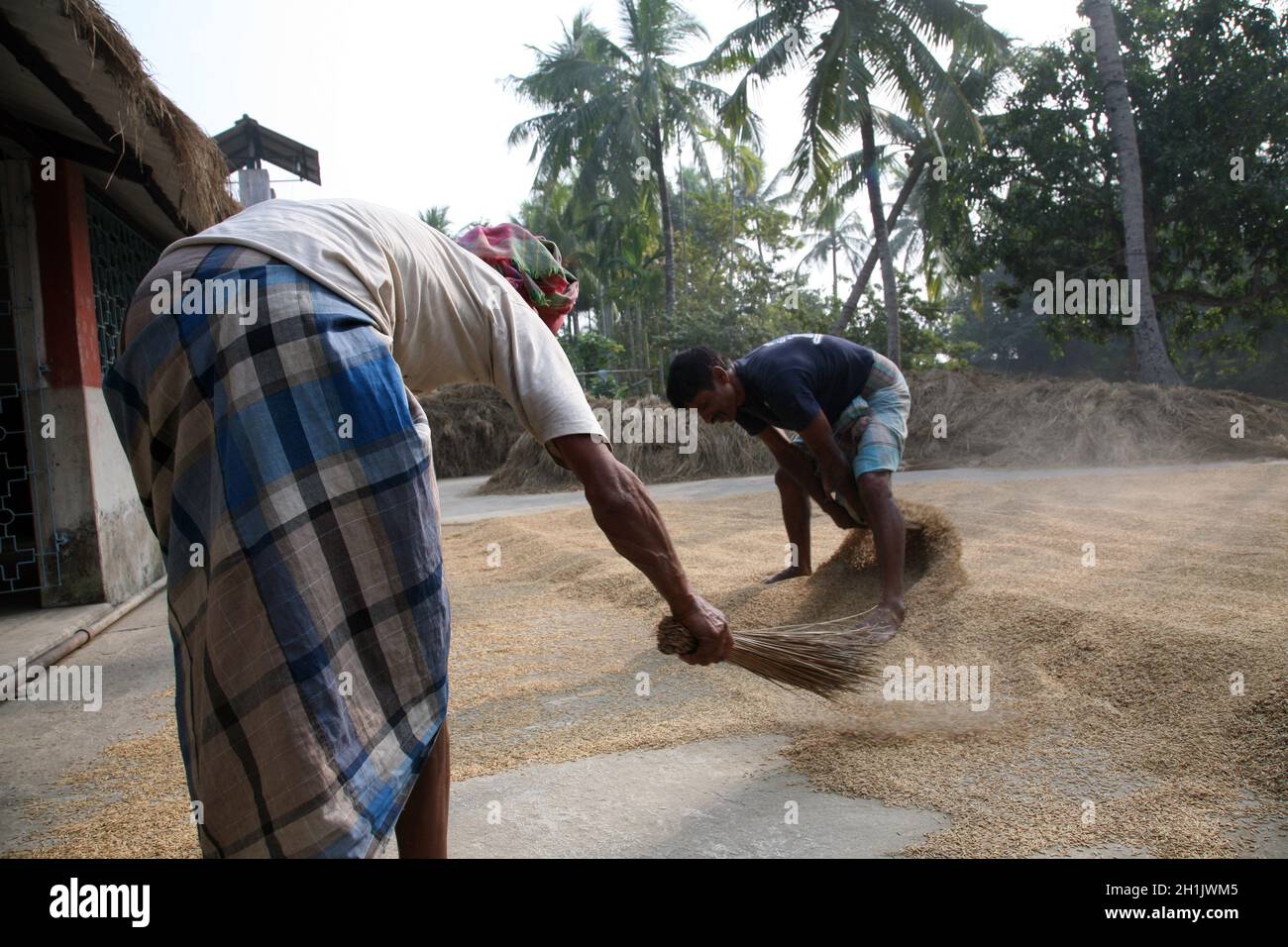 Agricultural workers drying rice after harvest in Kumrokhali, West ...