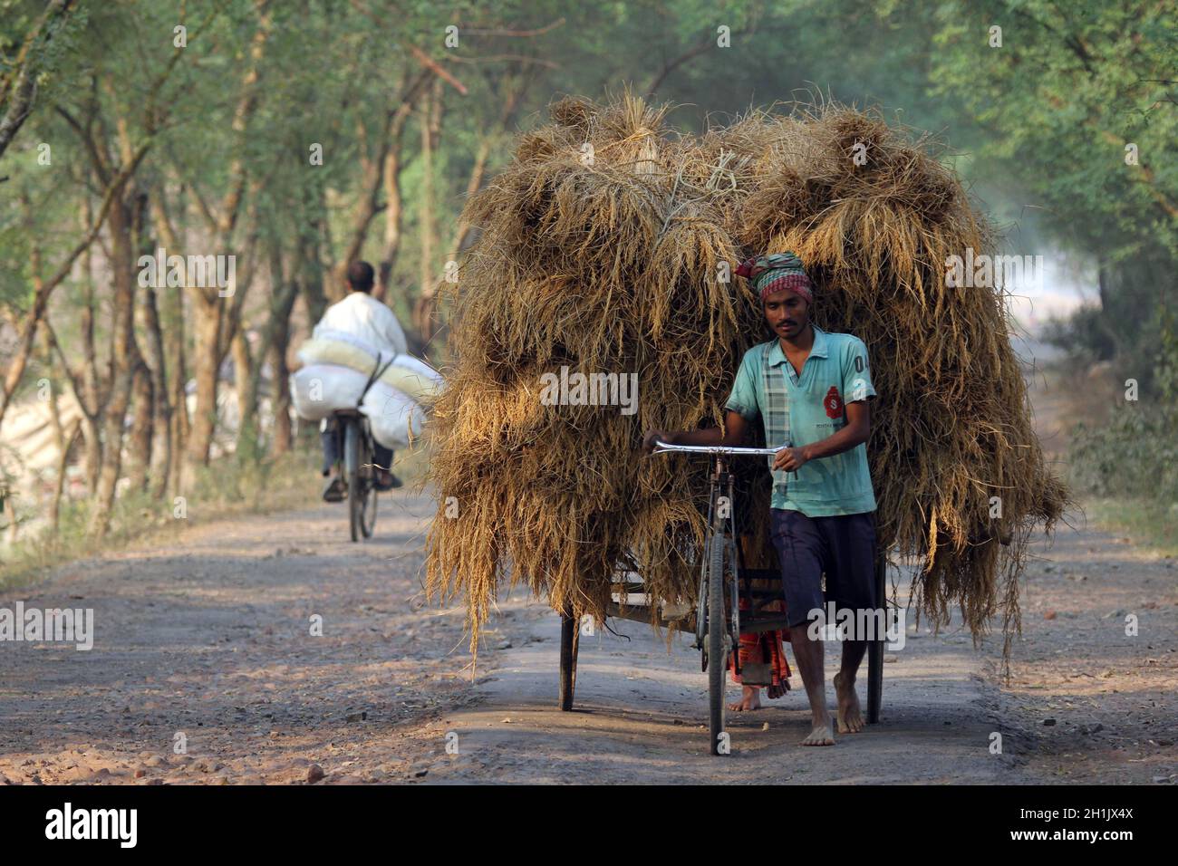 Rickshaw rider transports rice from the farm home in Baidyapur, West ...