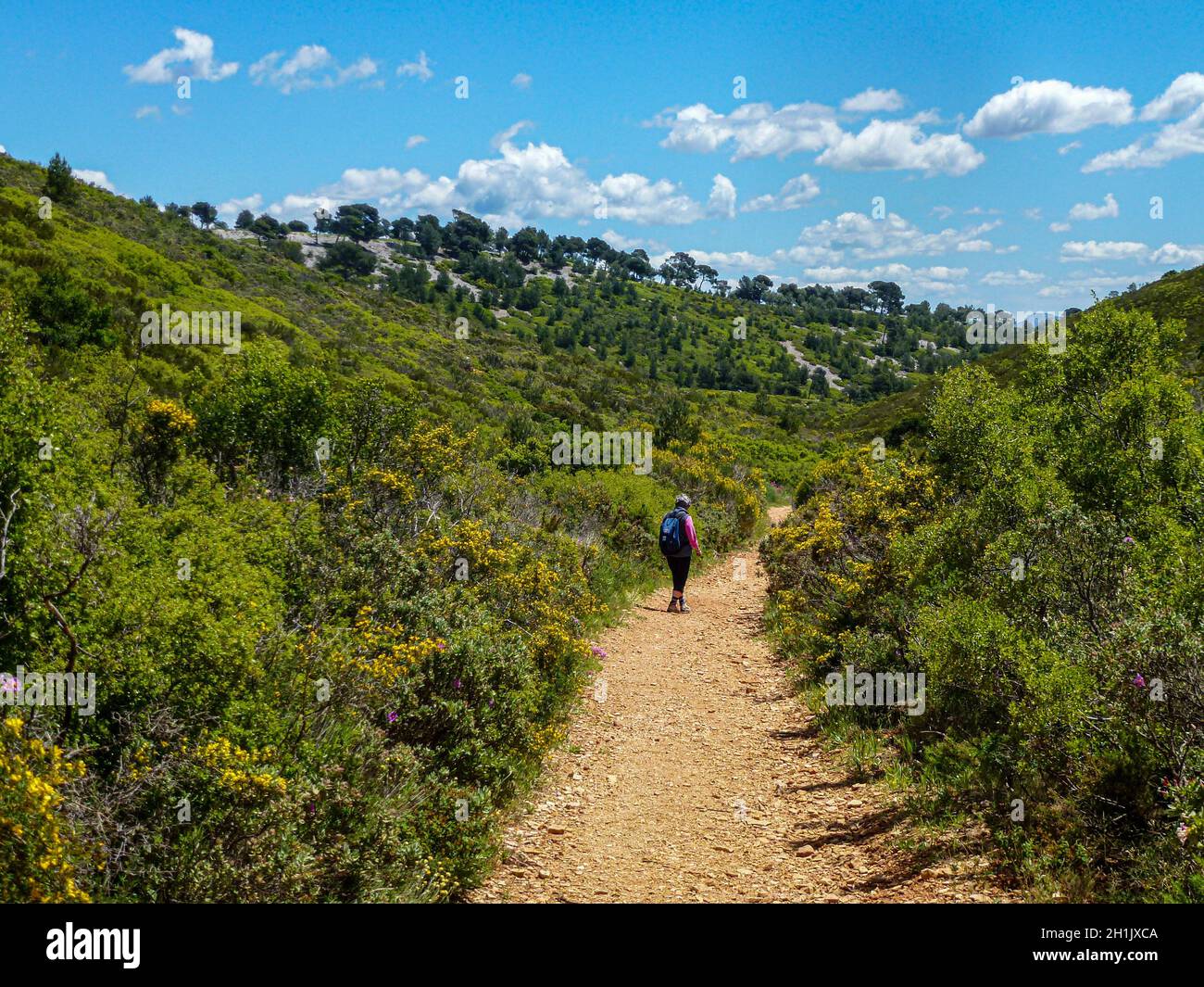 Person walking on a pathway surrounded by bushes and greenery Stock ...