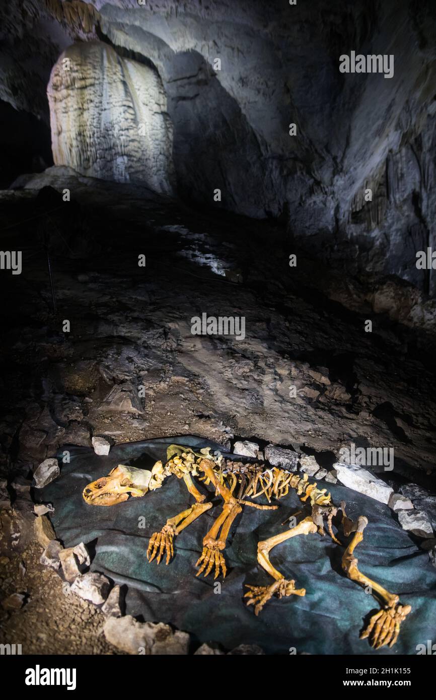 Cave Bear Ursus Spelaeus High Resolution Stock Photography and Images ...