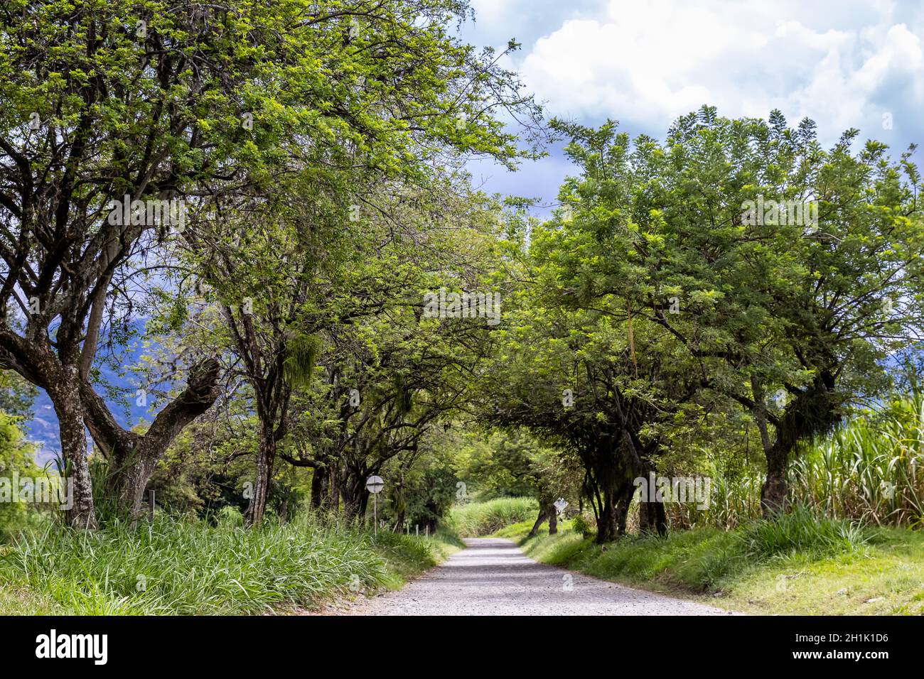 Canopy colombia hi-res stock photography and images - Alamy