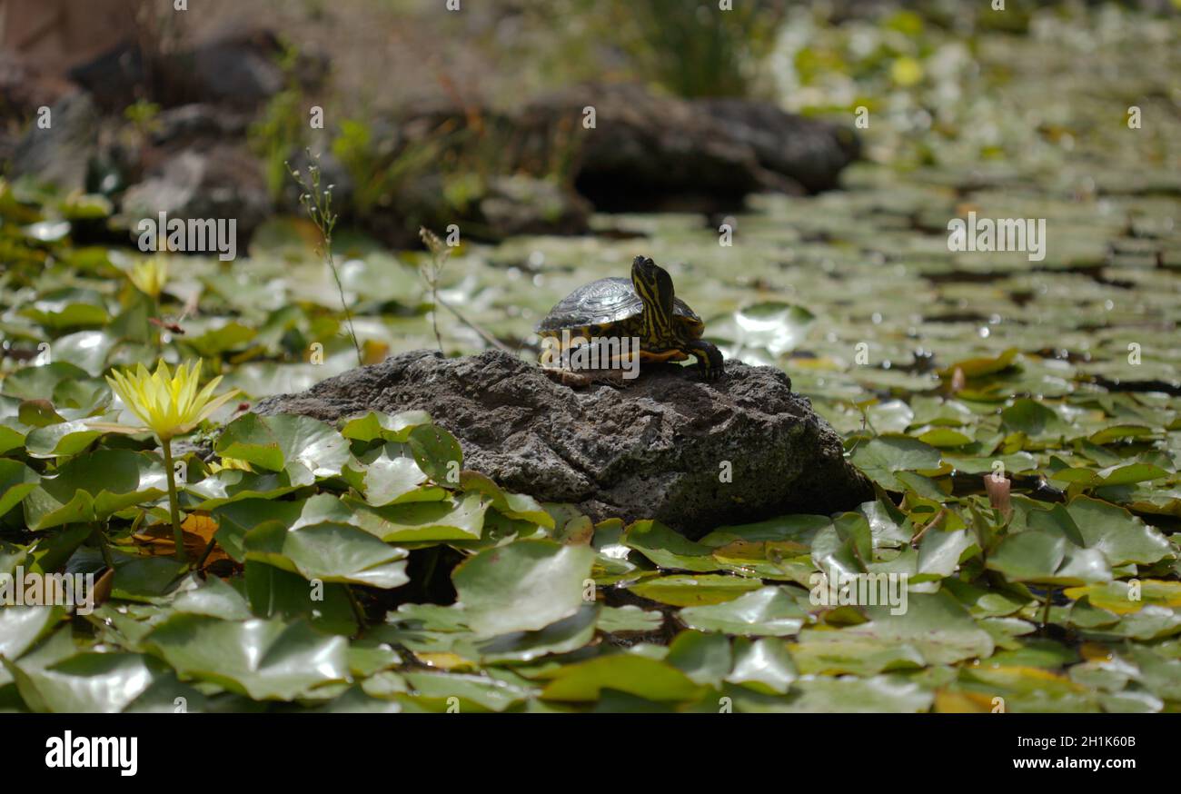 Yellow-bellied slider turtle, Trachemys scripta scripta, in a lily pond ...
