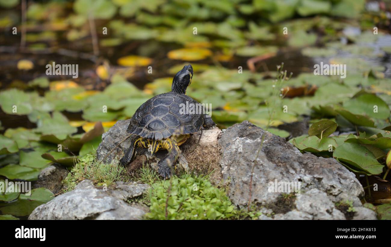 Yellow-bellied slider turtle, Trachemys scripta scripta, in a lily pond ...