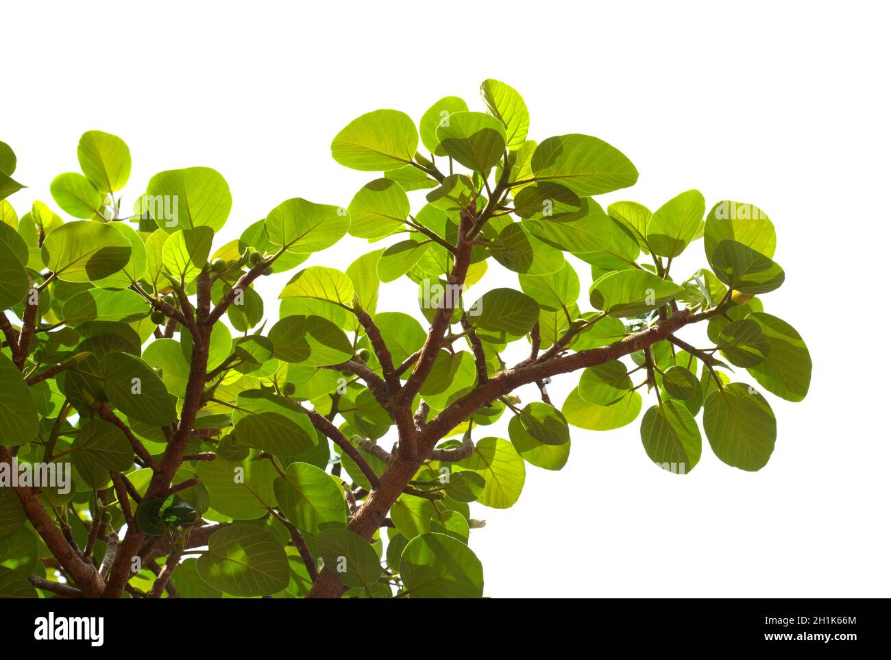 Branches with round green leaves of Ficus vasta, sycamore-fig from ...