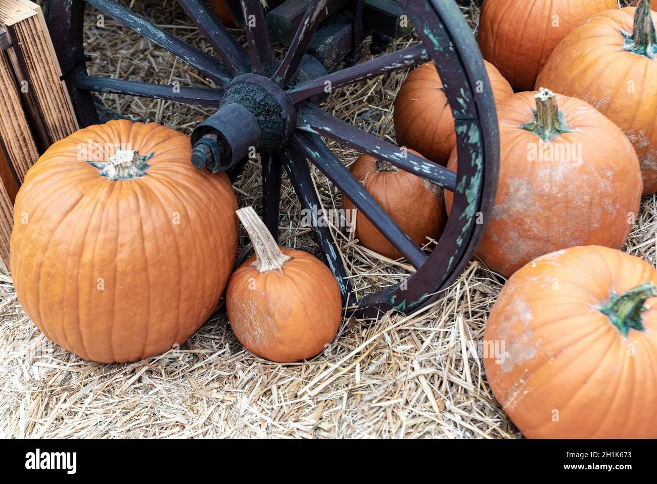 Pumpkins on display. Autumn composition of agricultural products ...