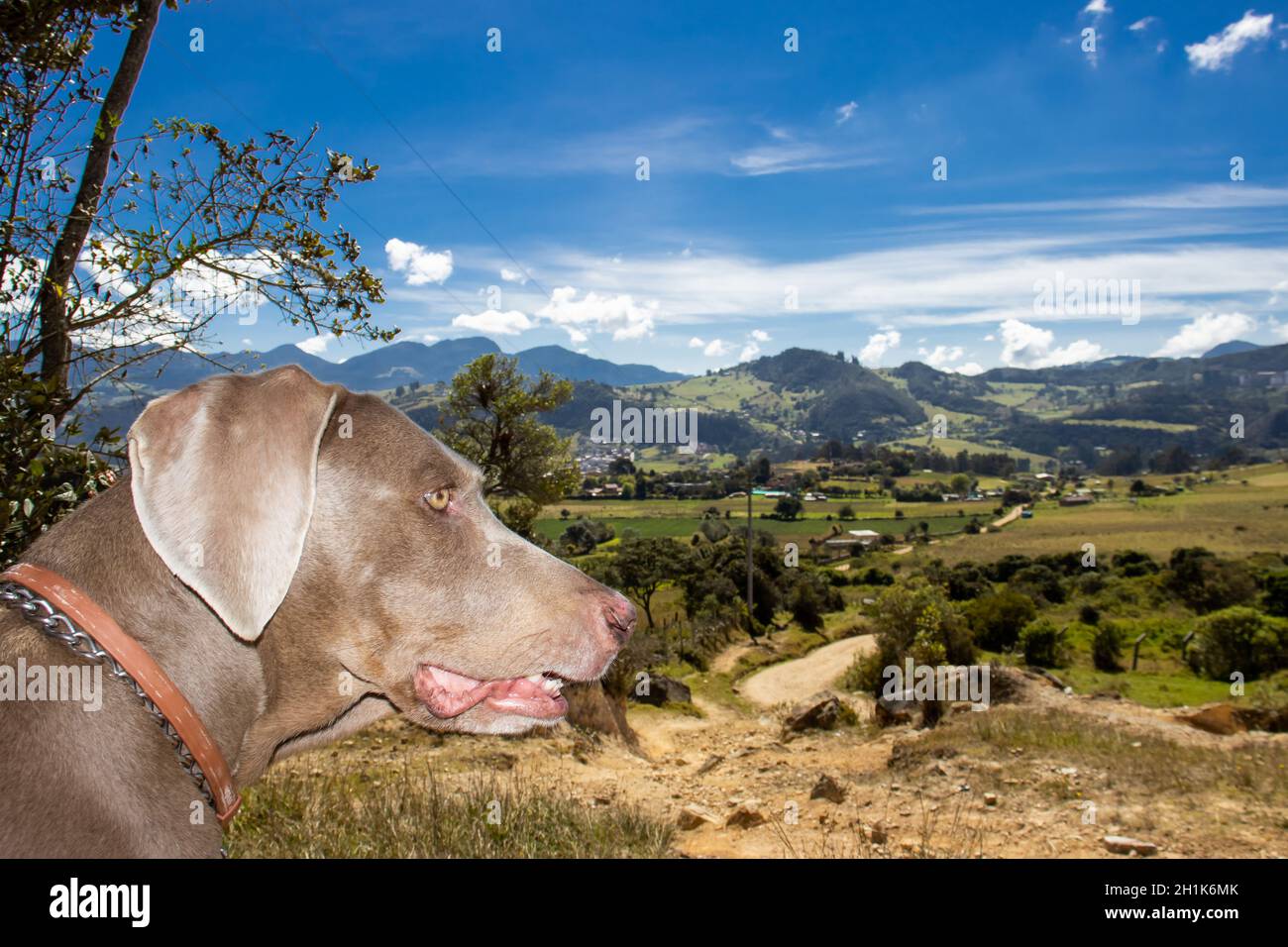 Weimaraner dog looking at the beautiful landscapes of La Calera a ...