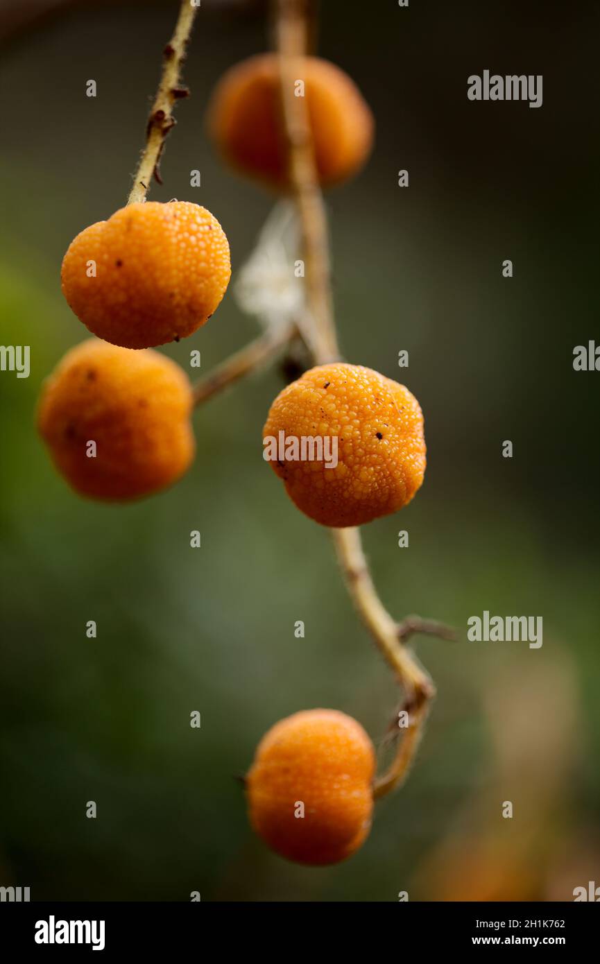 Flora of Gran Canaria - small orange fruit of Arbutus canariensis ...