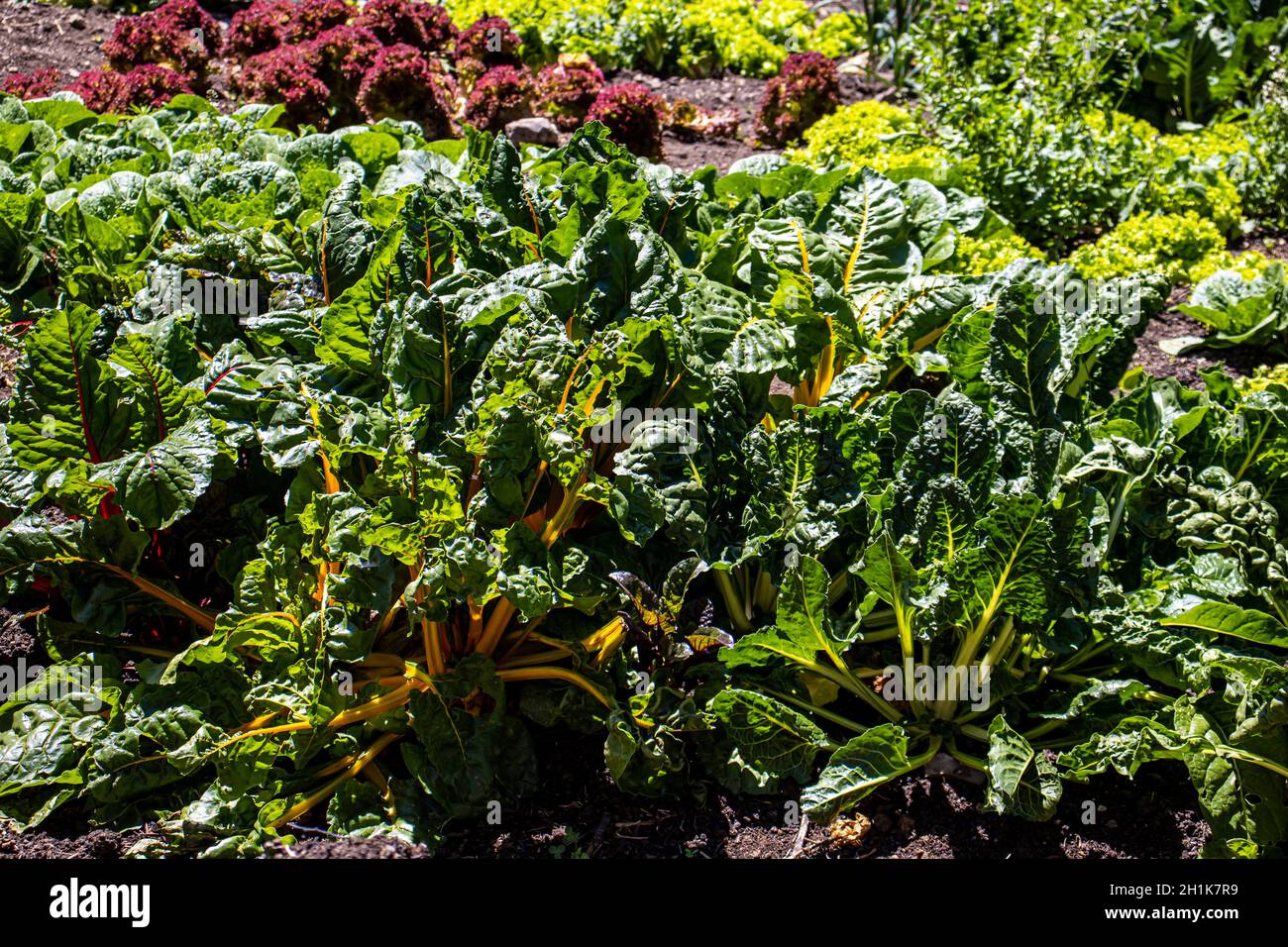 Vegetables been cultivated at an organic orchard Stock Photo - Alamy