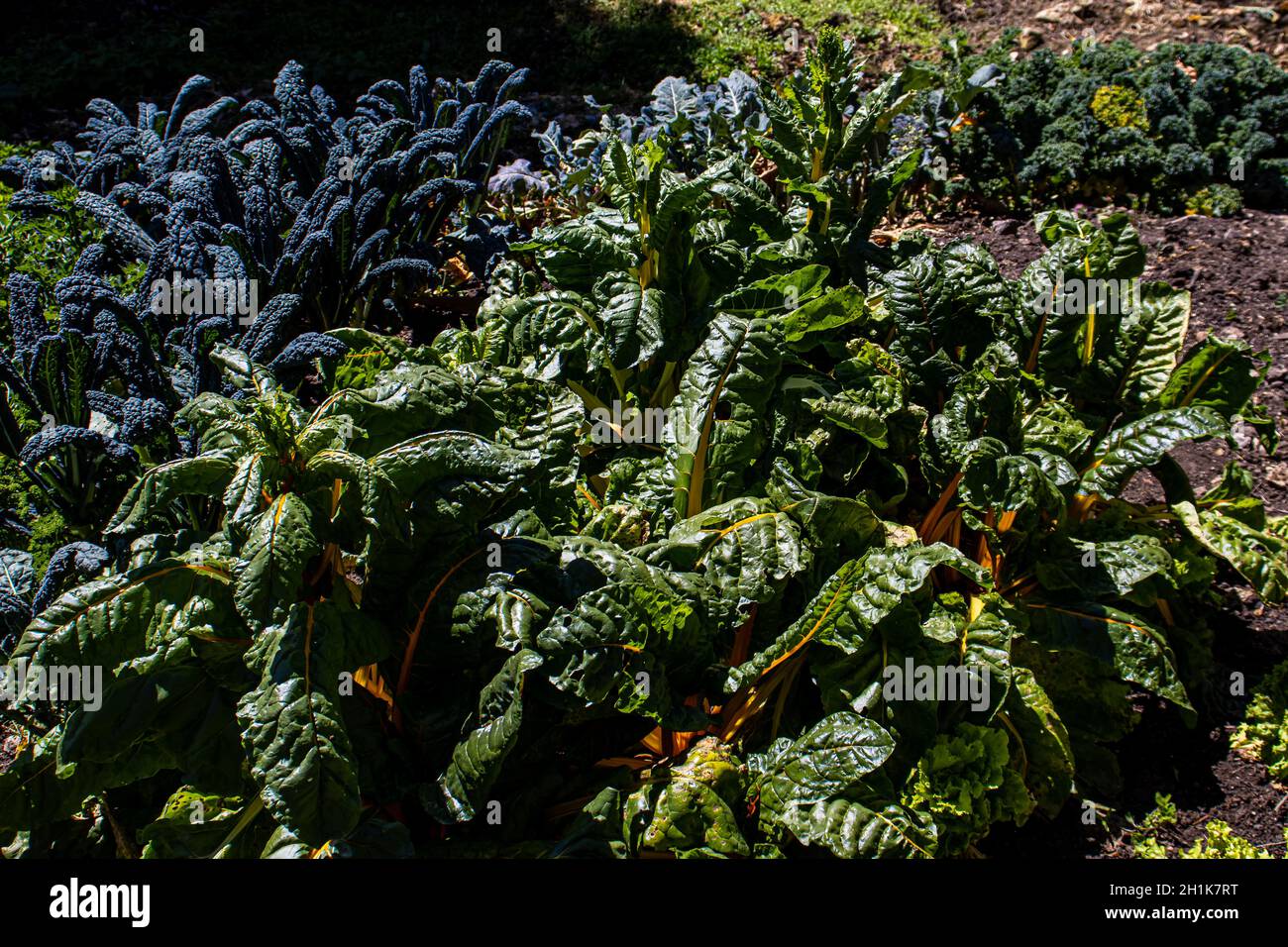 Vegetables been cultivated at an organic orchard Stock Photo - Alamy