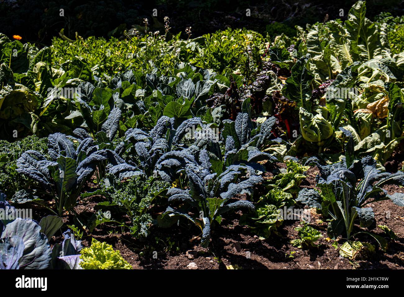Vegetables been cultivated at an organic orchard Stock Photo - Alamy