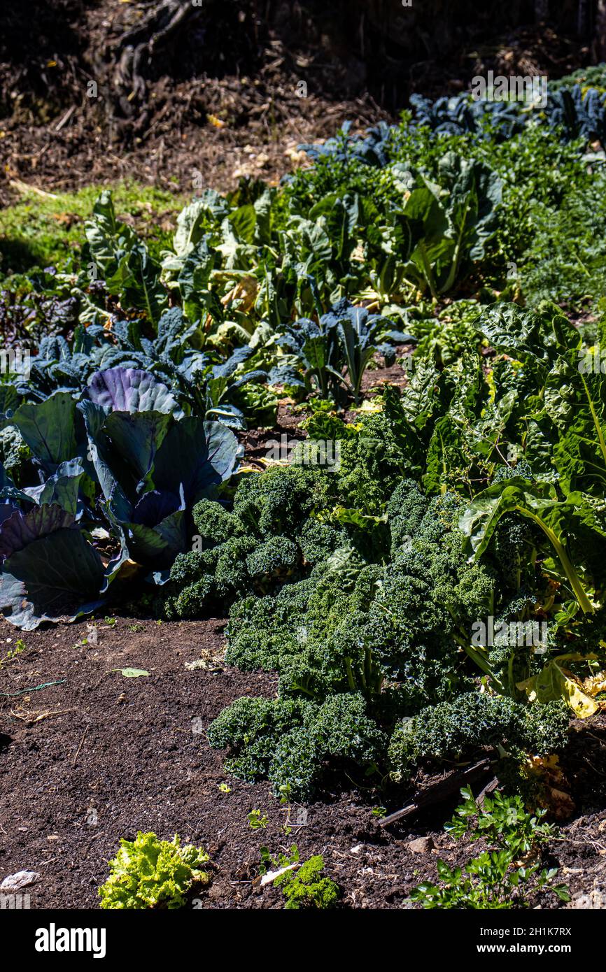 Vegetables been cultivated at an organic orchard Stock Photo - Alamy