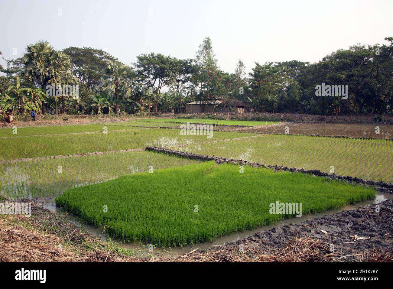 A green paddy field in India Stock Photo - Alamy