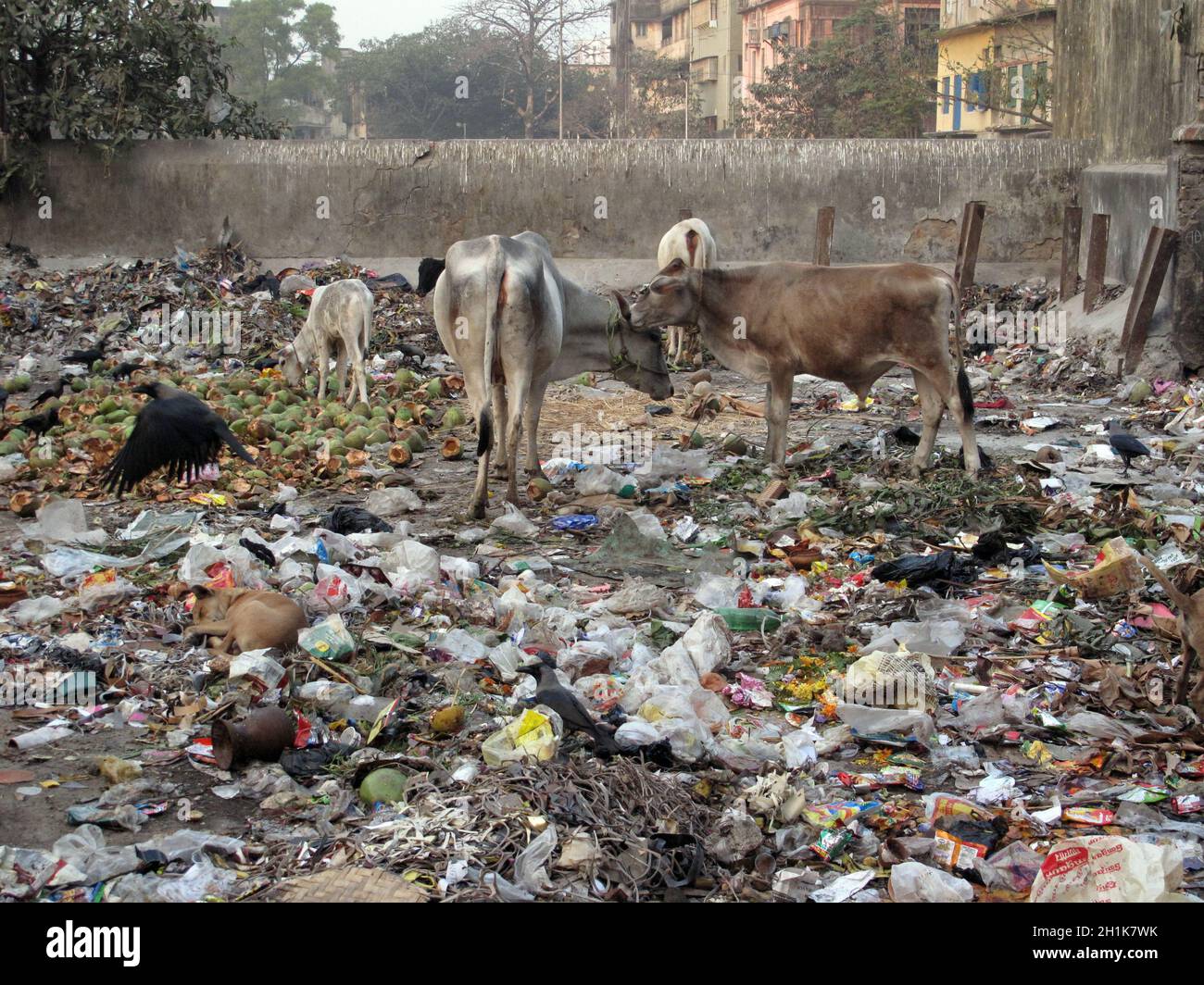 Streets of Kolkata. Animals in trash heap Stock Photo - Alamy