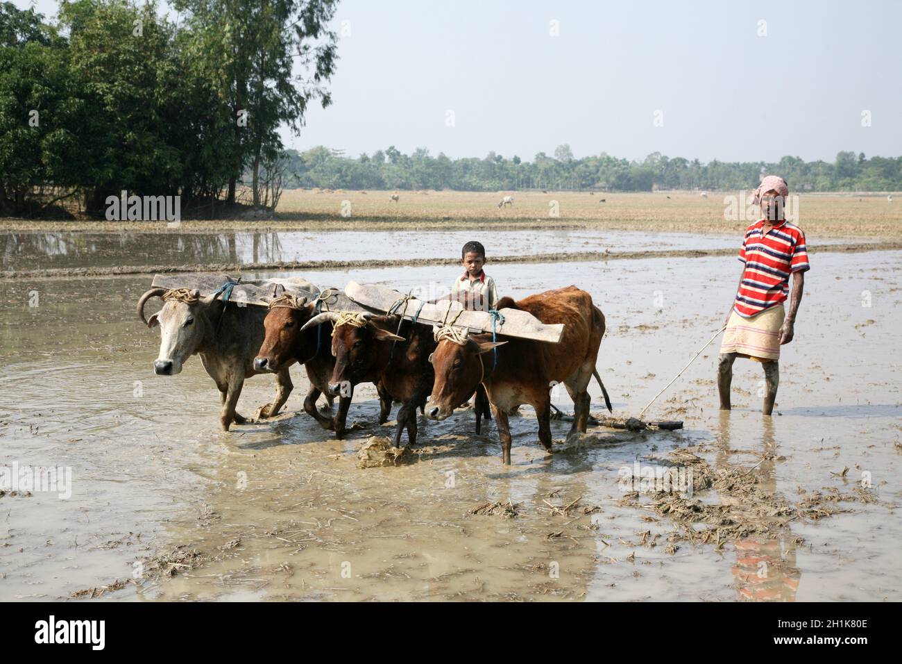 Farmer ploughing field traditional way hi-res stock photography and ...