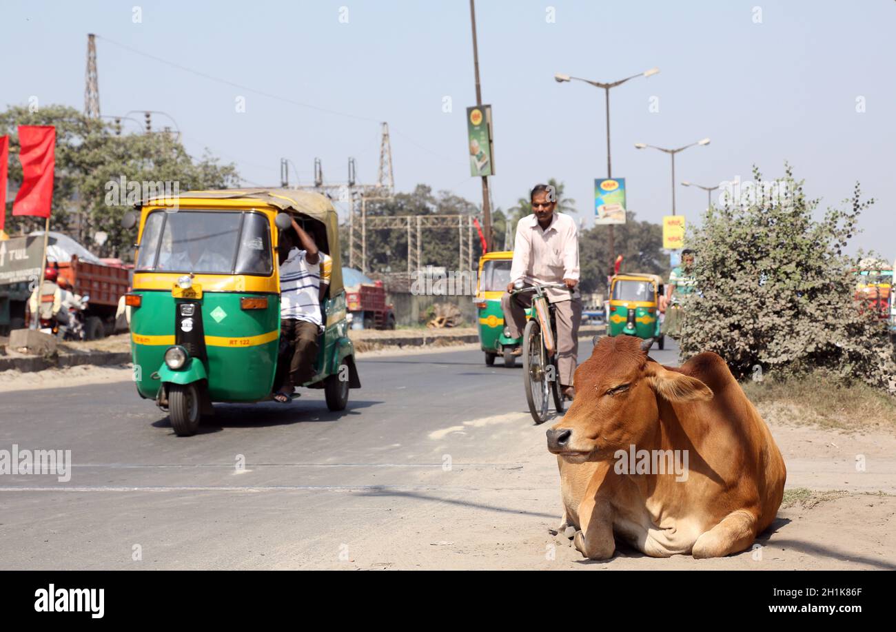 Cow resting on a busy street in Kolkata, West Bengal, India Stock Photo ...