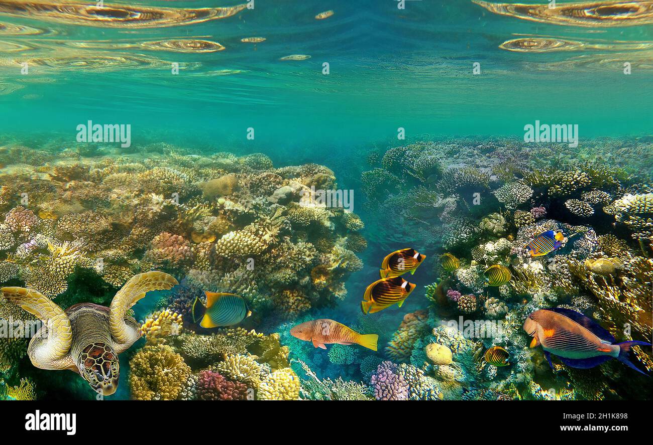 Underwater colorful tropical fishes at coral reef at Red Sea Stock ...
