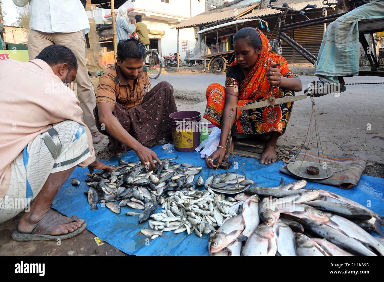 Various species of flies hi-res stock photography and images - Alamy
