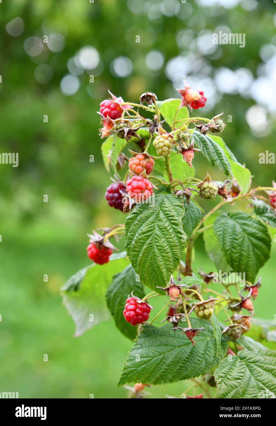 Rasberry plant hi-res stock photography and images - Alamy