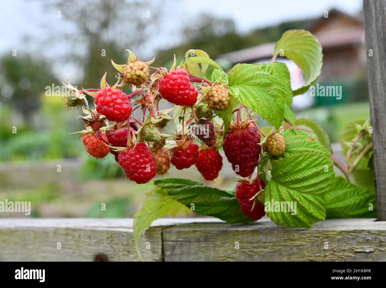 Rasberry plants hi-res stock photography and images - Alamy